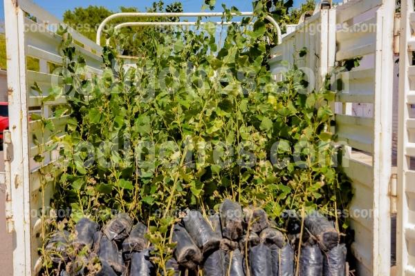 ENTREGA SAUCILLO 800 PLANTAS A 4 PRODUCTORES